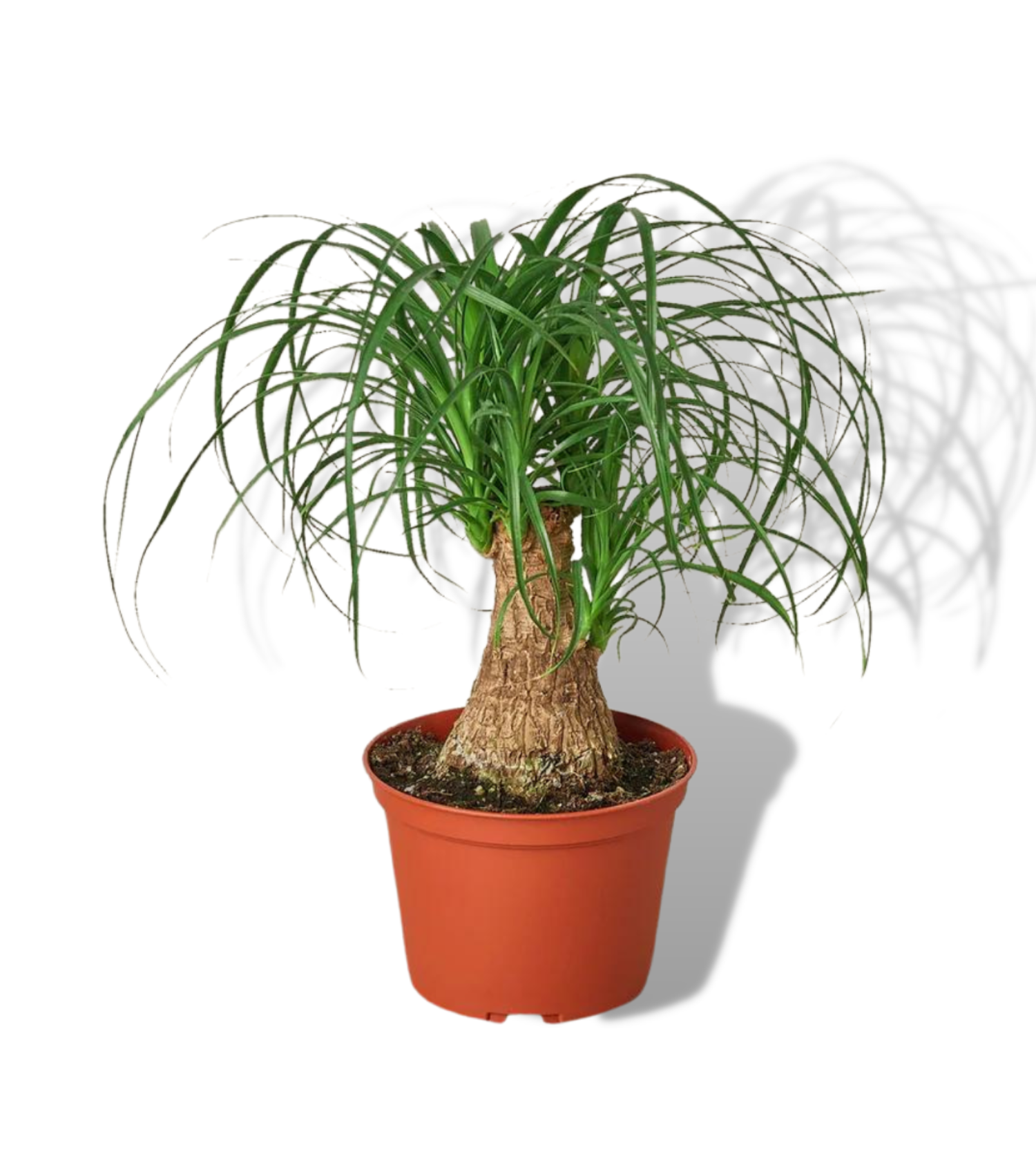 Beaucarnea recurvata store
